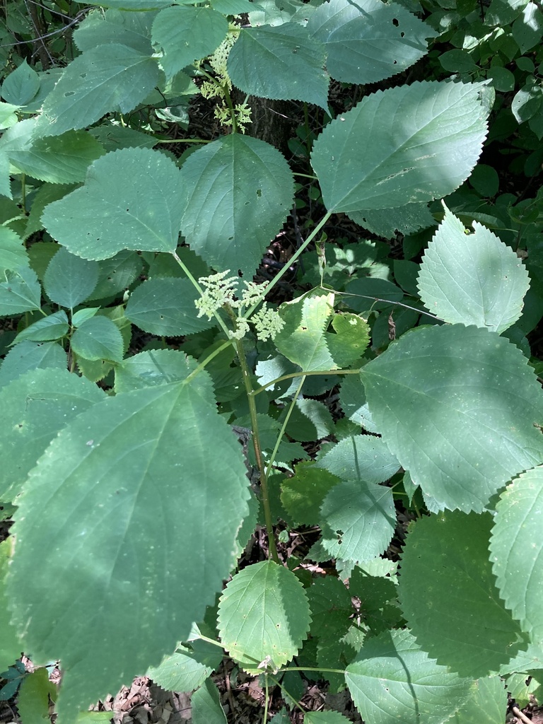 wood nettle from Northfield, MN, US on August 9, 2022 at 02:05 PM by ...