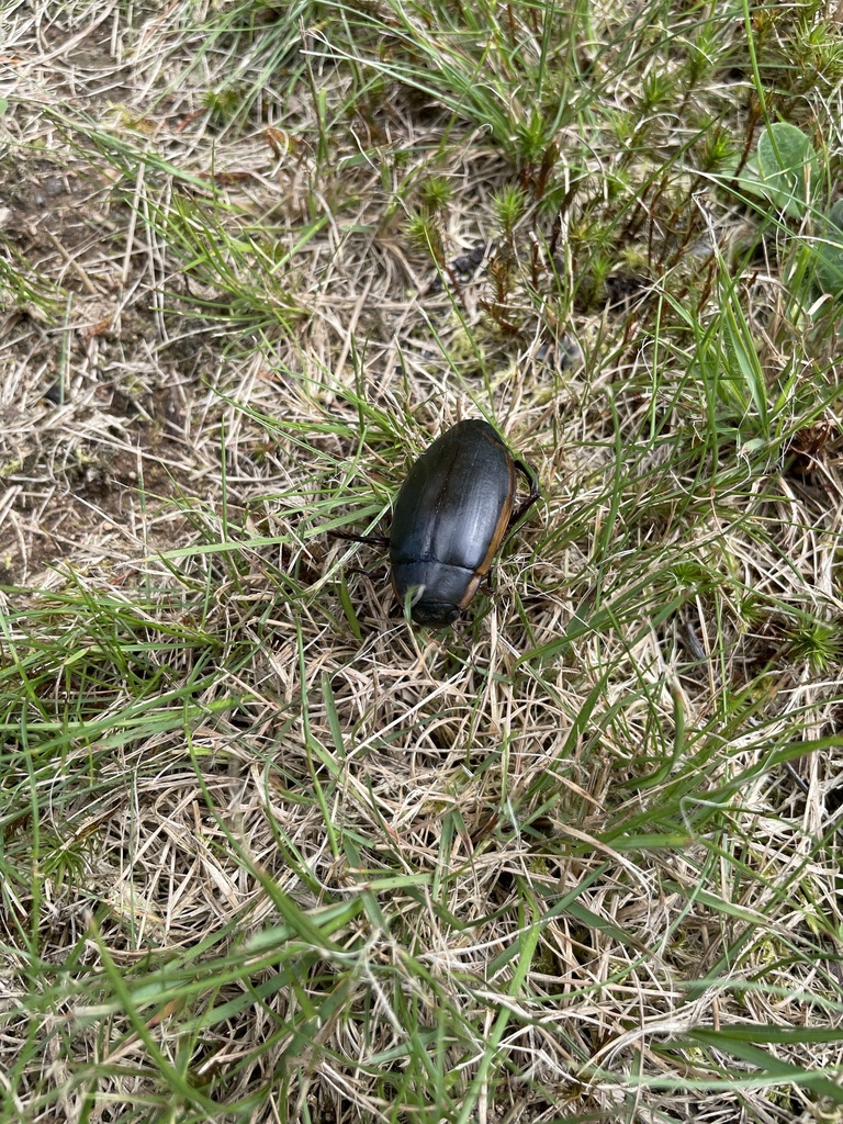 Vertical Diving Beetle from Samuel de Champlain Provincial Park, Calvin ...