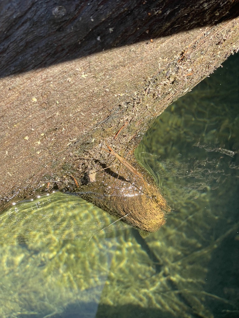 Brown Waterscorpion from Sayres Lake, Mission, BC, CA on August 8, 2022 ...