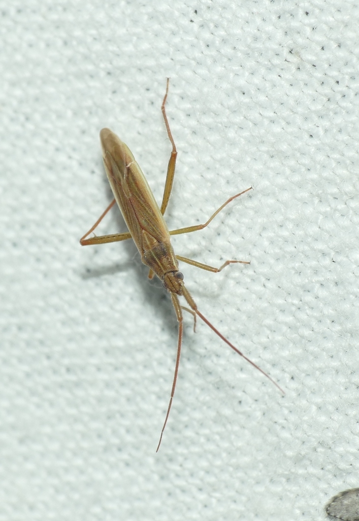 Two-spined Grass Bug from 77440 Congis-sur-Thérouanne, France on August ...