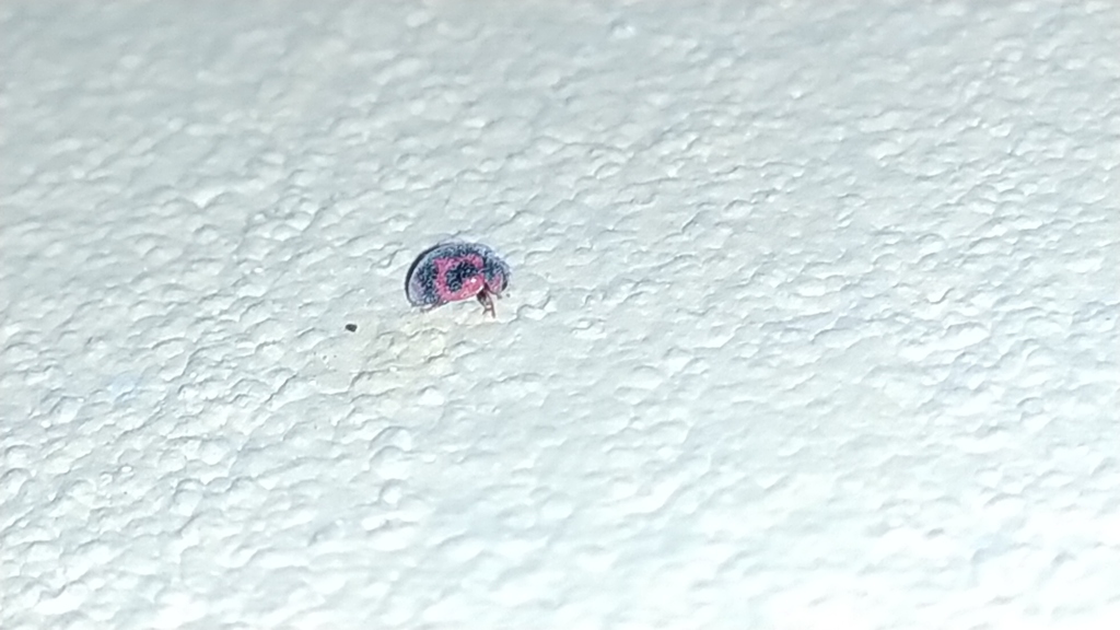 Vedalia Beetle from Ciudad de Santa Fe, Provincia de Santa Fe ...