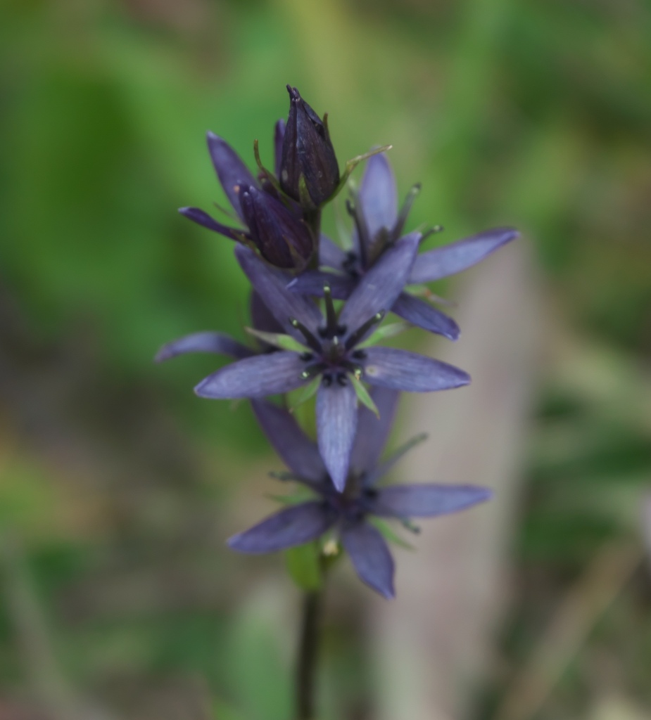 felwort from Summit County, US-CO, US on August 08, 2022 at 01:30 PM by ...