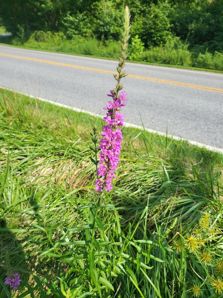 purple loosestrife from North East on August 09, 2022 at 04:02 PM by ...