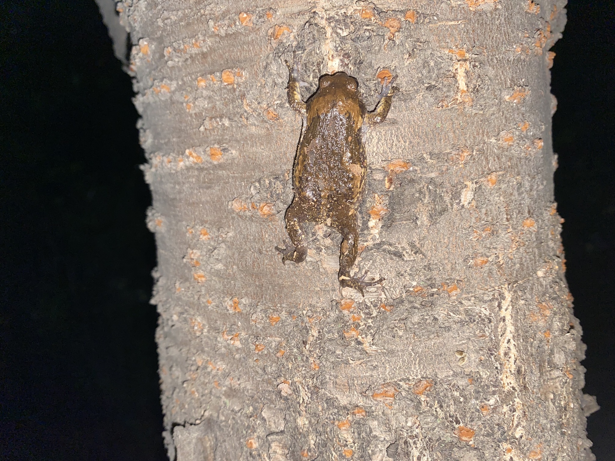 Kaloula borealis (Barbour, 1908)