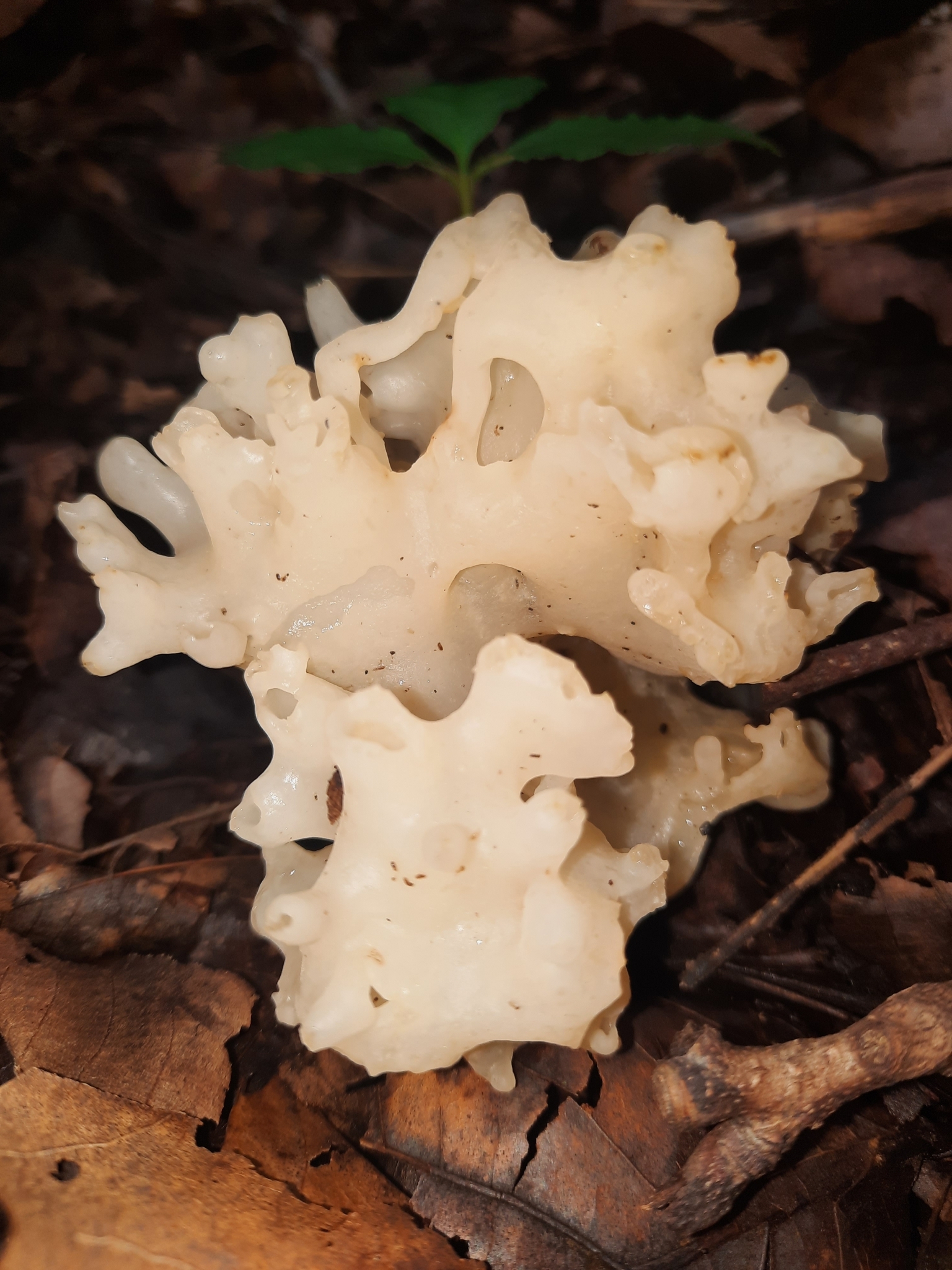 Sebacina sparassoidea (Lloyd) P.Roberts