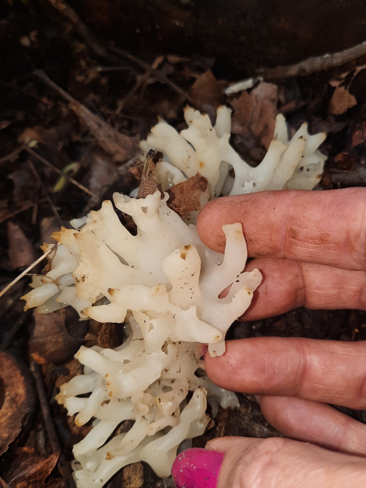 Sebacina sparassoidea (Lloyd) P.Roberts