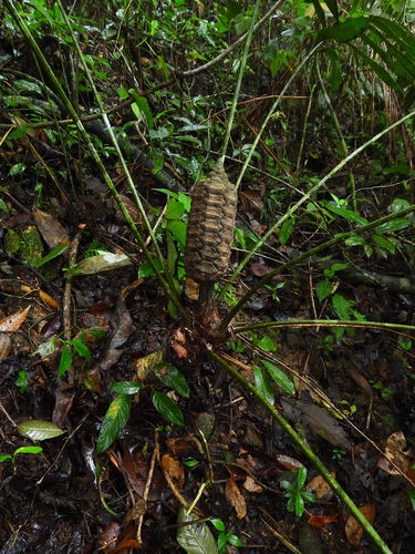 Zamia huilensis · iNaturalist United Kingdom