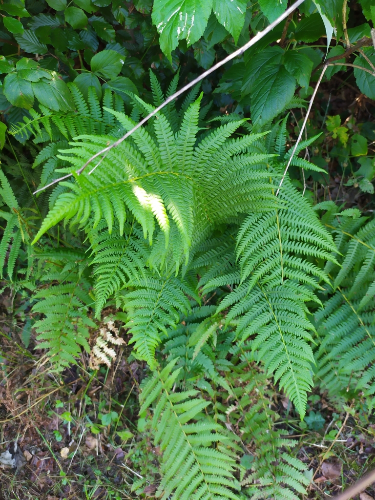Lemon-scented Fern from 5324 Faistenau, Österreich on August 9, 2022 at ...