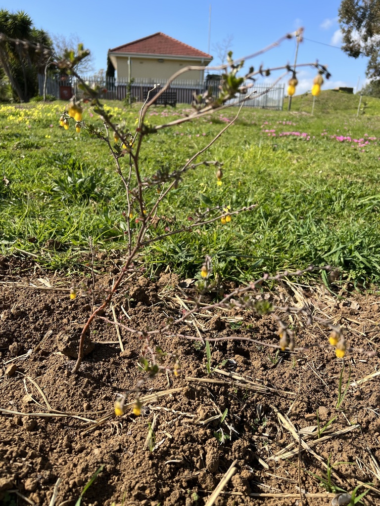 Geneesbossie from Poussion Street, Bellville, WC, ZA on August 07, 2022 ...