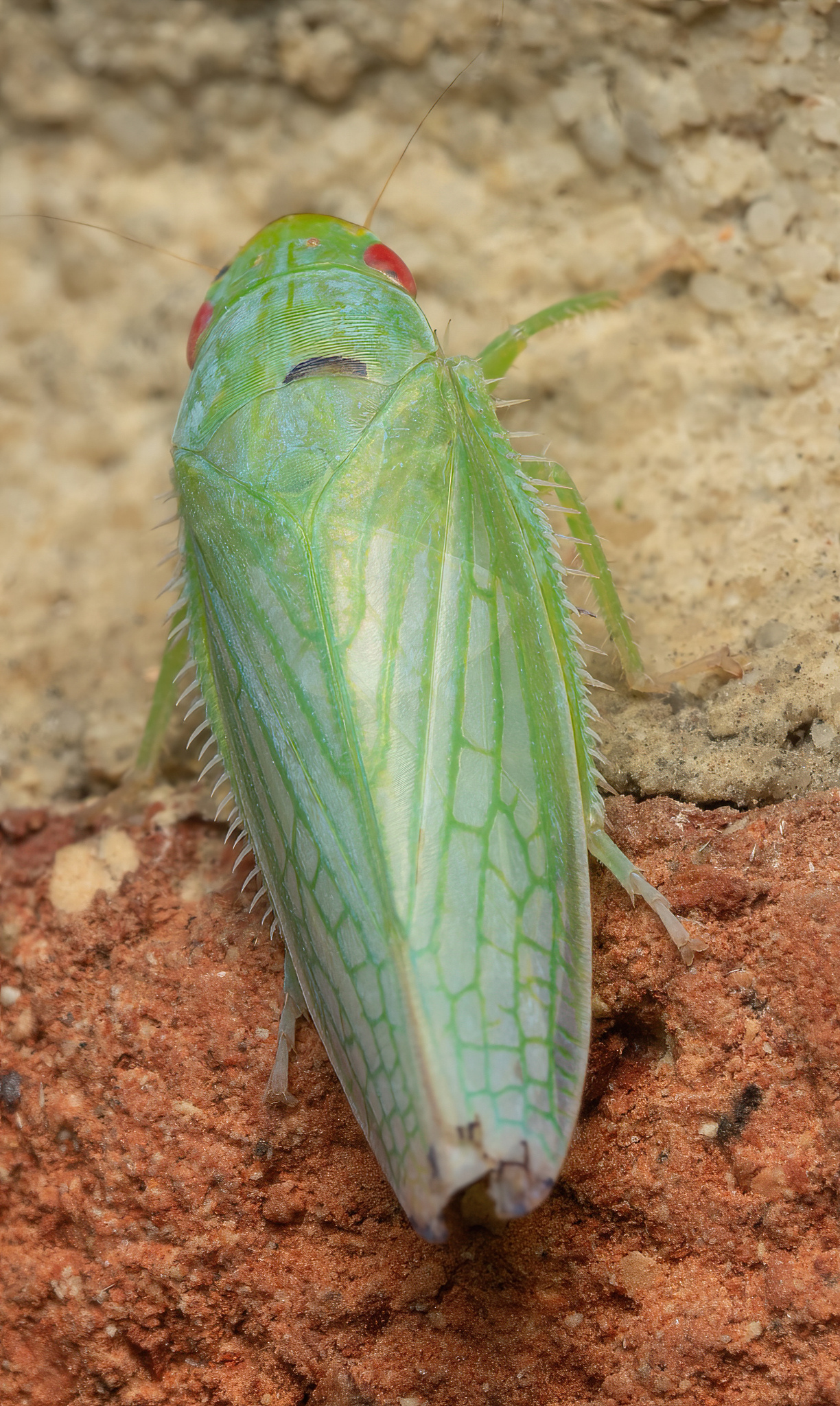 Gyponana octolineata (Say, 1825)