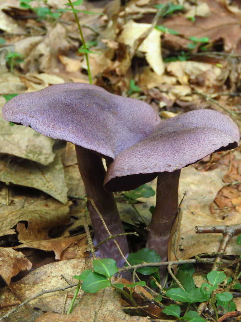 violet webcap from Dauphin County, PA, USA on August 14, 2017 at 06:08 ...