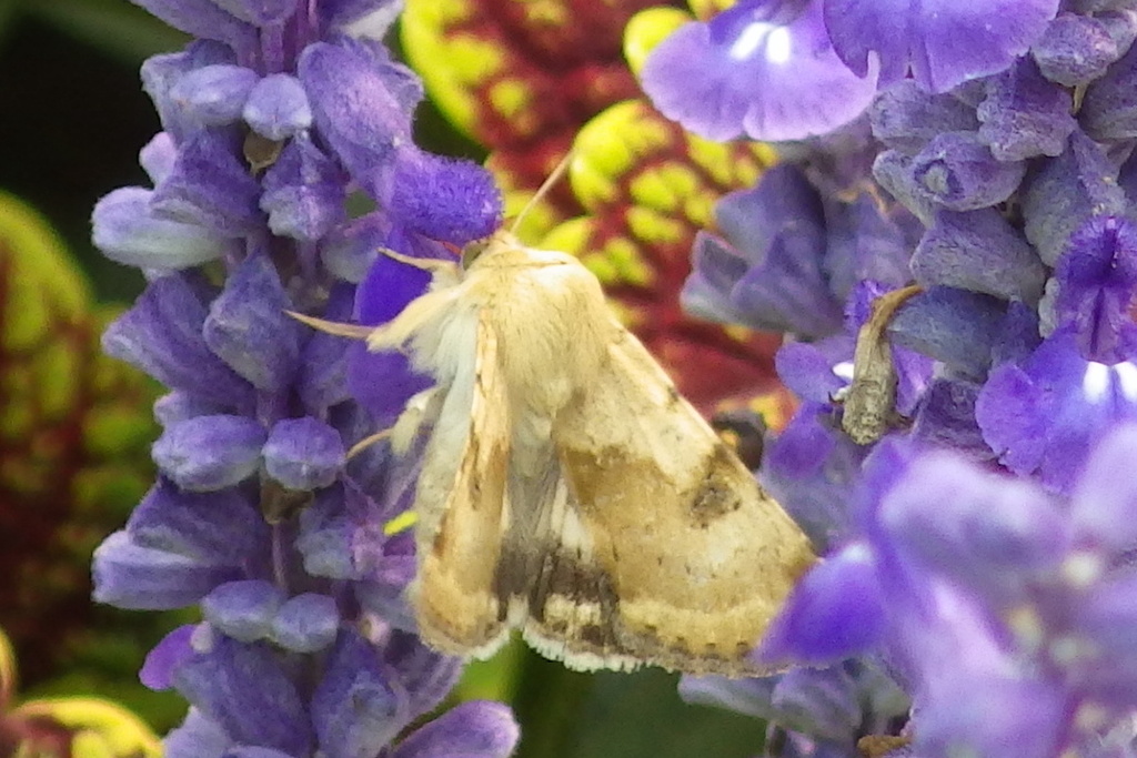 Cutworm Moths and Allies from University District, Spokane, WA, USA on ...