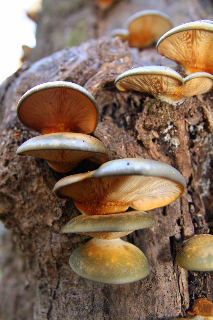 Late Oyster from Dauphin County, PA, USA on October 26, 2006 at 01:52 ...