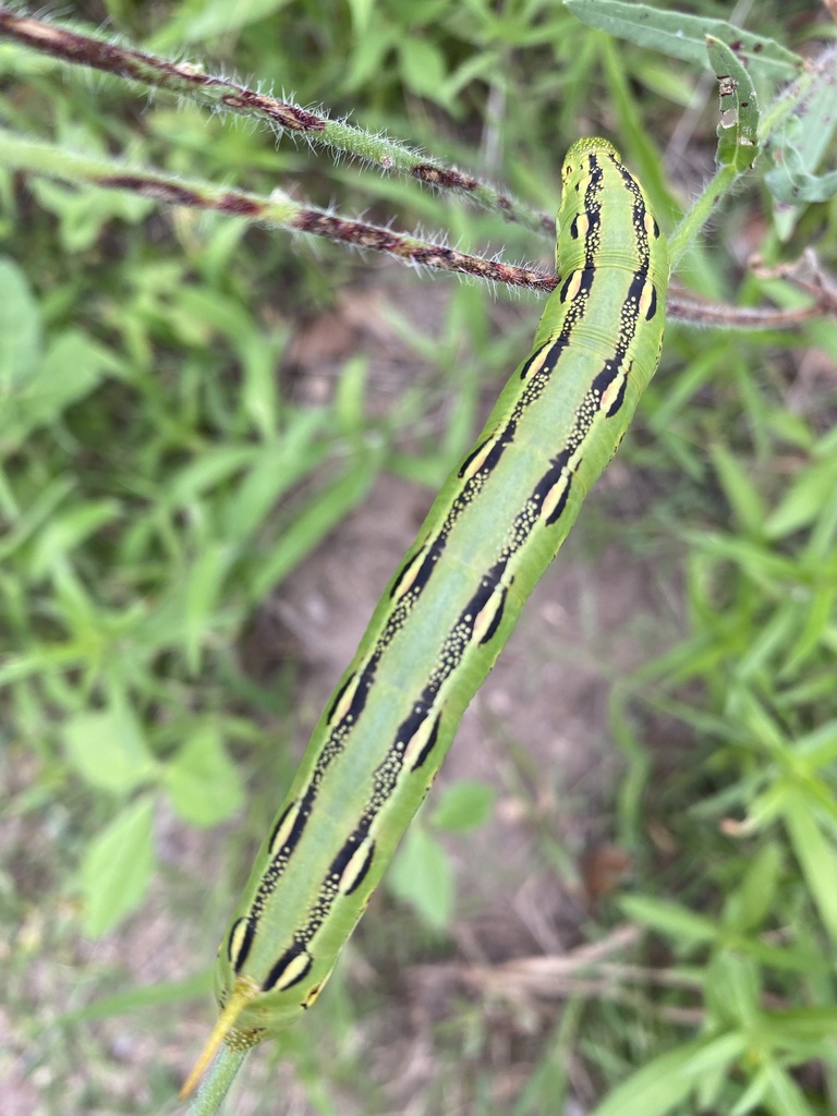 White-lined Sphinx from Coronado National Forest, Nogales, AZ, US on ...