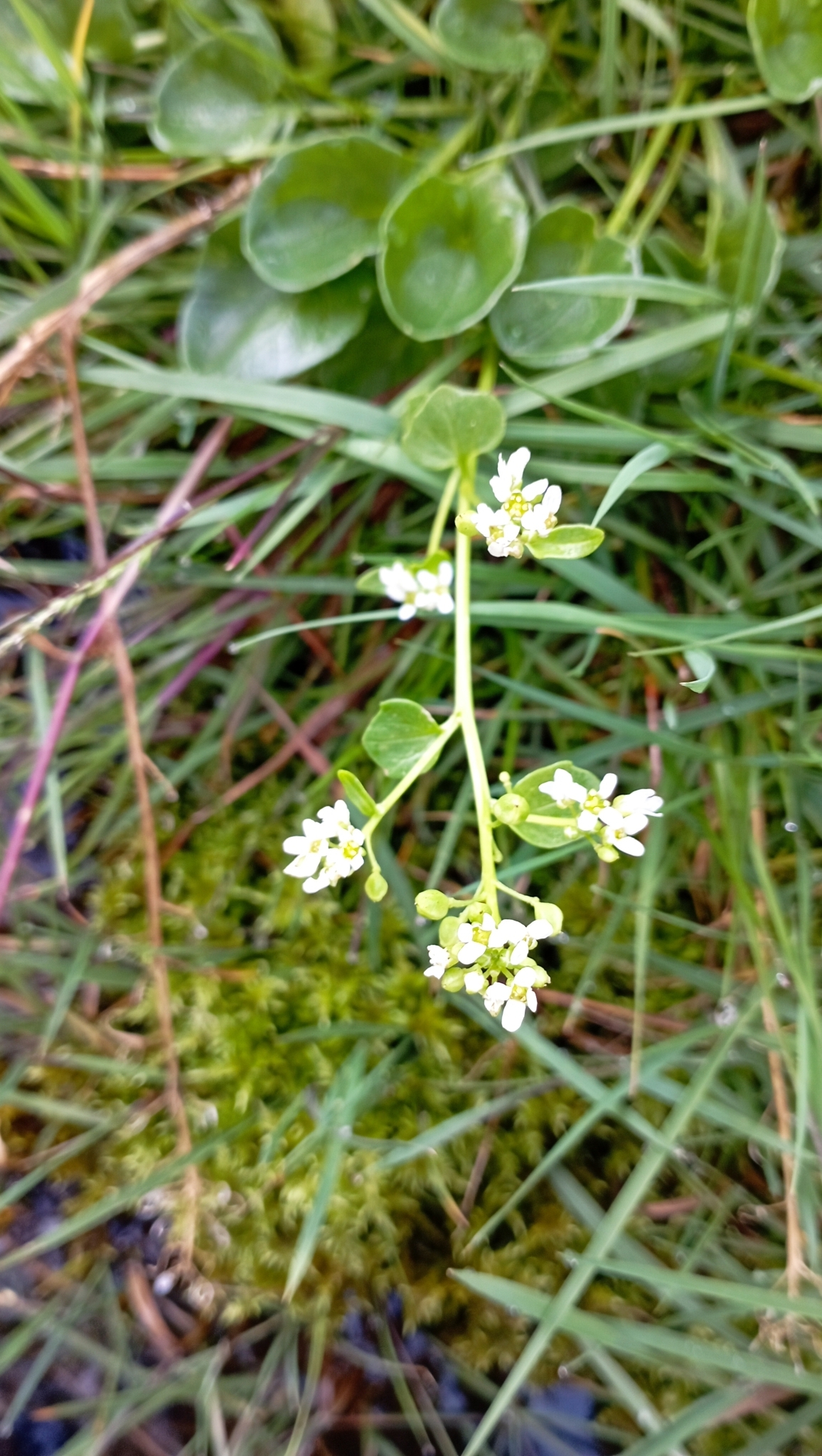 Cochlearia pyrenaica DC.