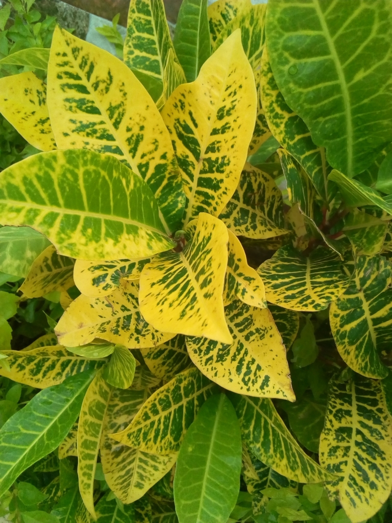 Variegated Croton (Plants of Anguilla) · iNaturalist