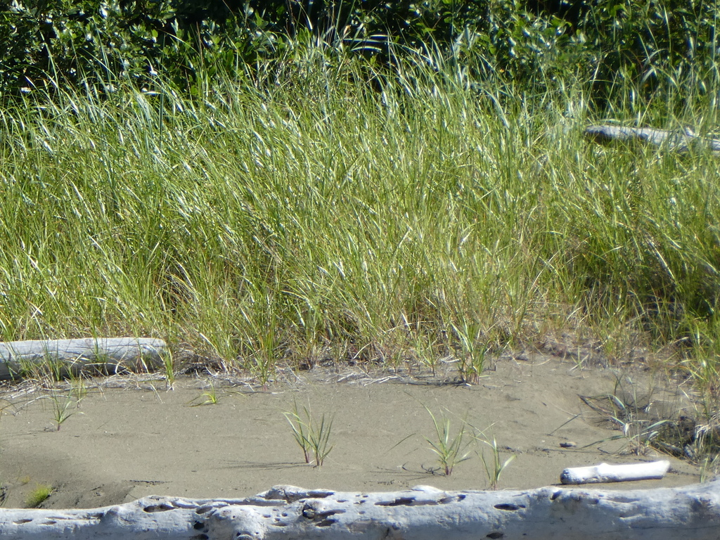 American marram grass from Cowichan Valley, BC, Canada on August 7 ...