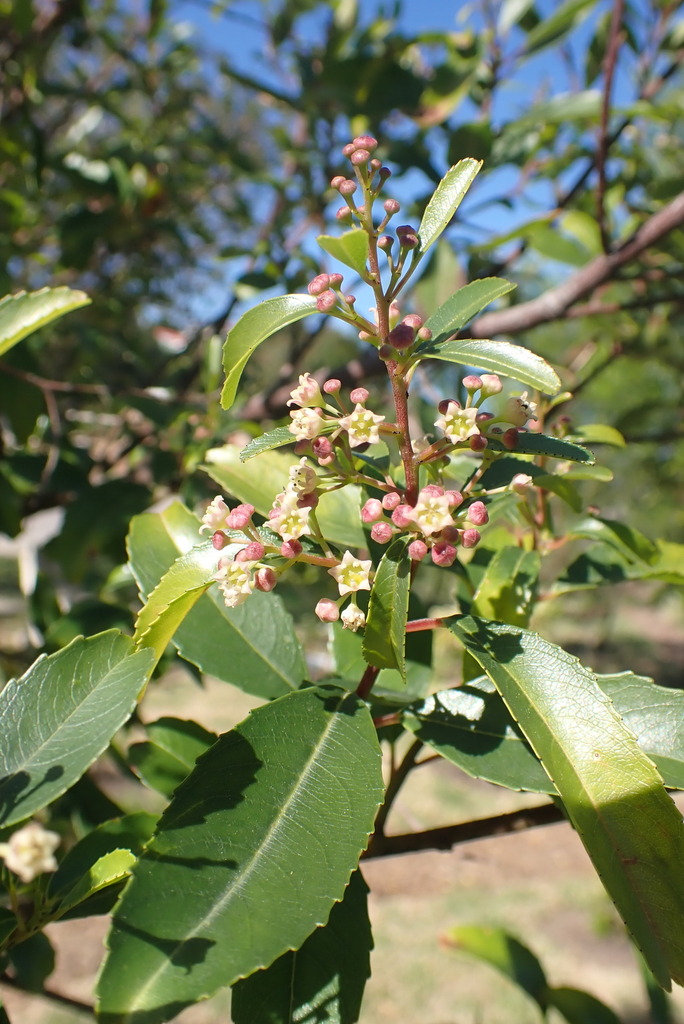 Soap Dogwood (Homeowner Plant guide for Gardens) · iNaturalist