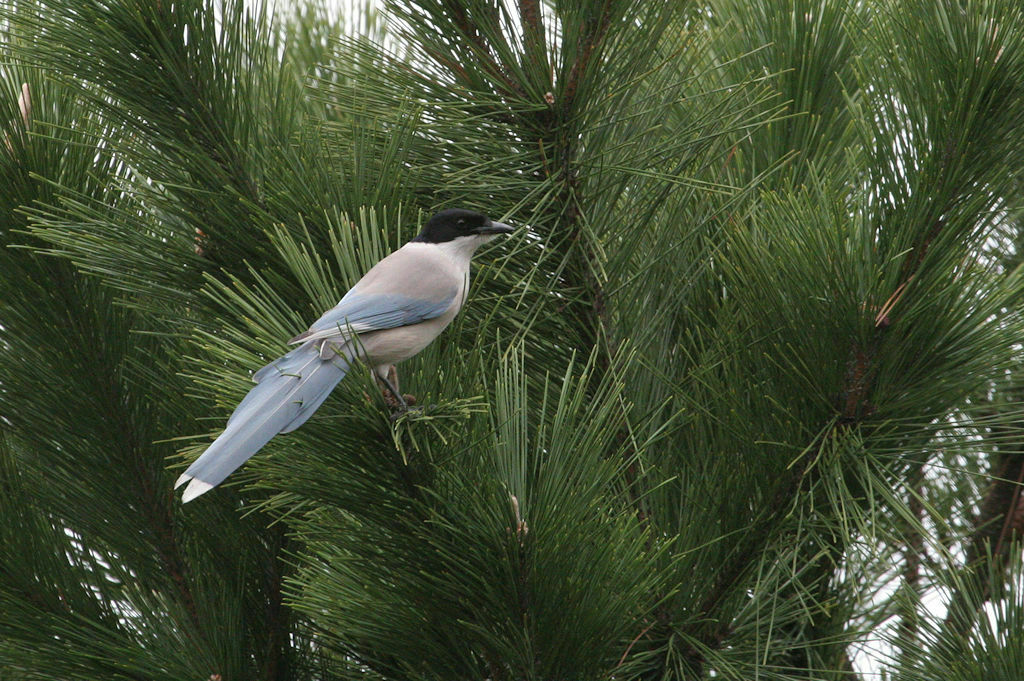 Azure-winged Magpie from Rinkaicho, Edogawa City, Tokyo 134-0086, Japan ...