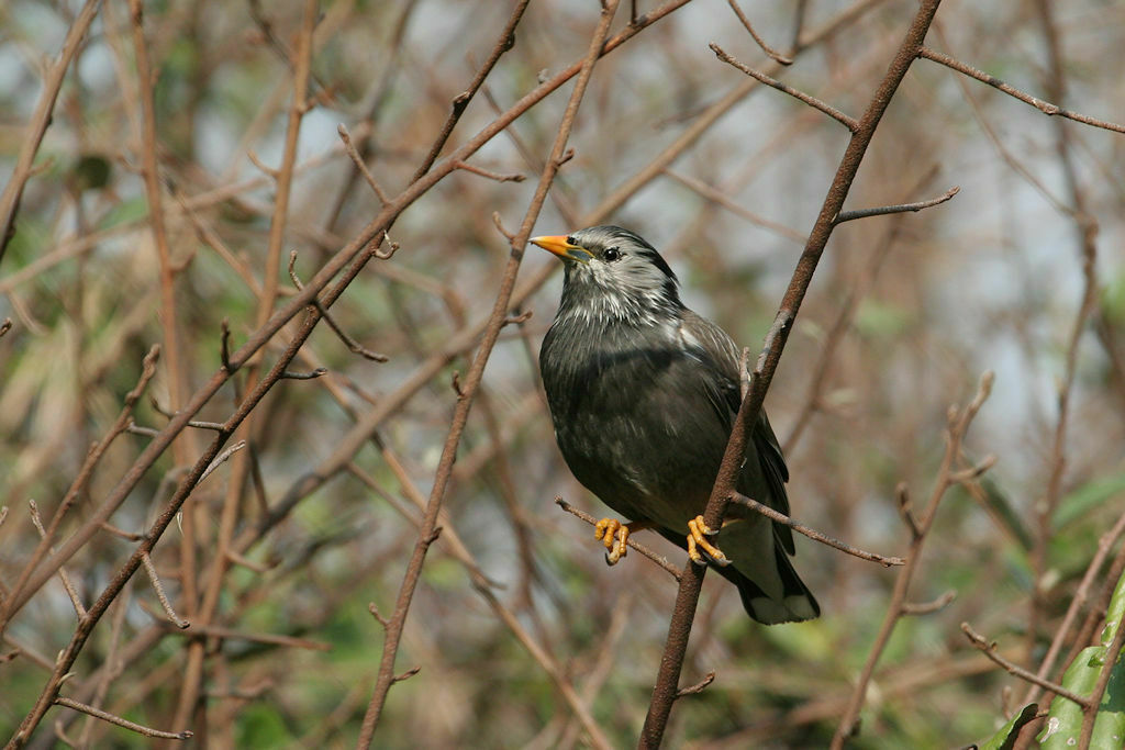 White-cheeked Starling from Rinkaicho, Edogawa City, Tokyo 134-0086 ...
