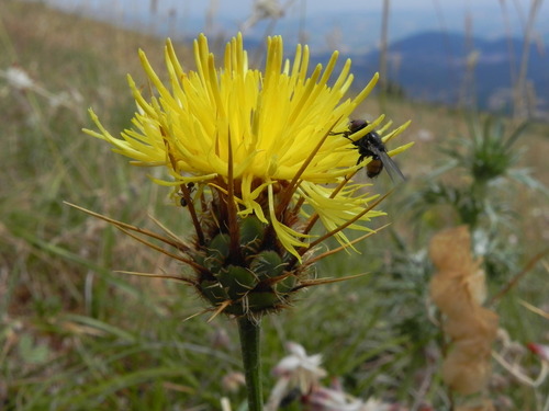 Centaurea ceratophylla · NaturaLista Colombia