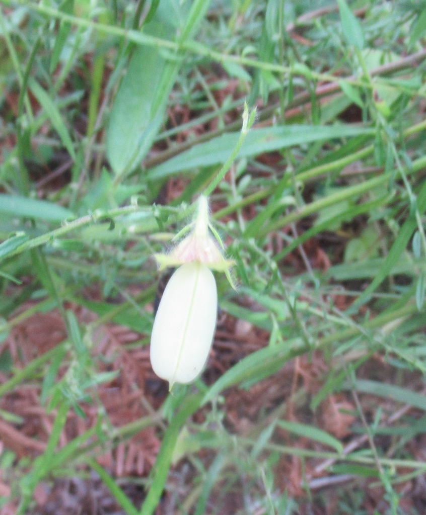 arrowhead rattlebox from Red Oak Lane, Tyler Co, Tx, USA on August 06 ...