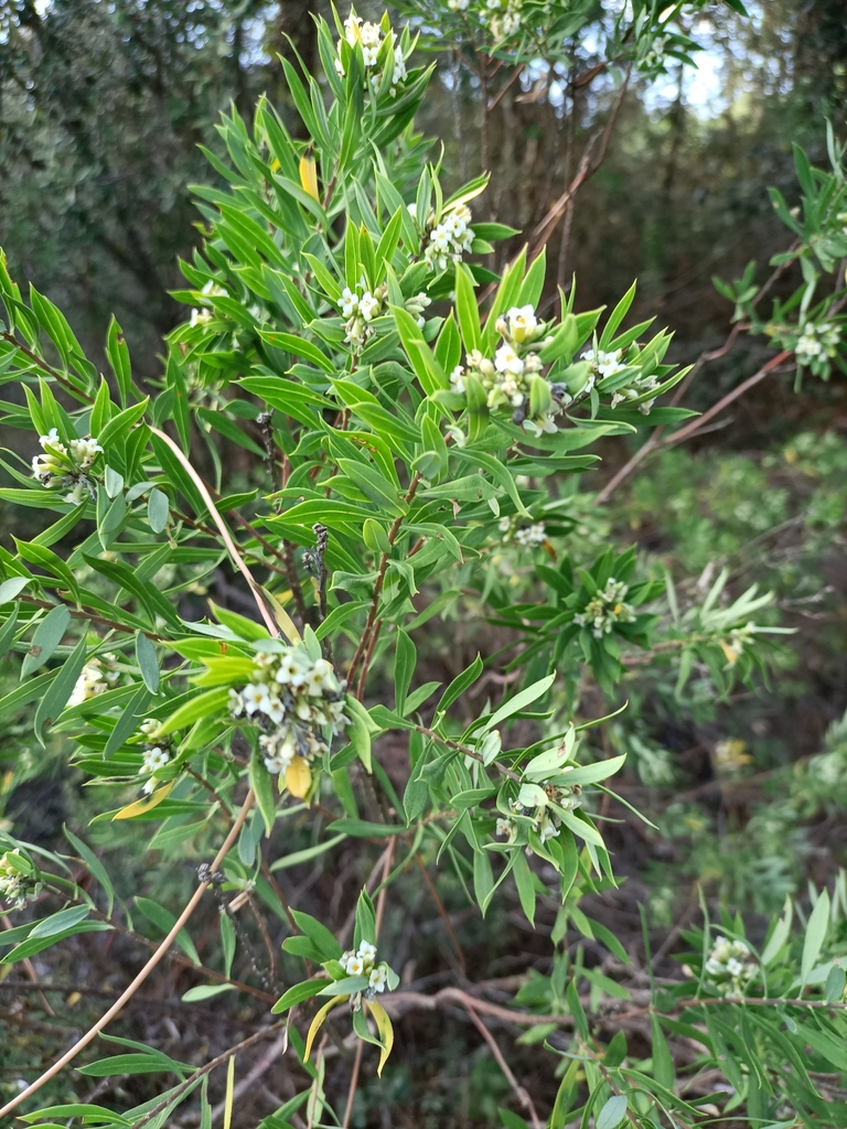 Flax-leaved Daphne from Charente-Maritime, Poitou-Charentes, FR on ...