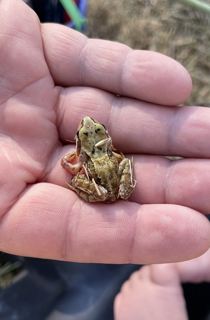 European Common Frog from Cornwall AONB, Falmouth, England, GB on ...