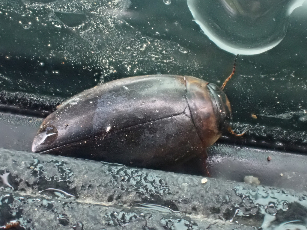 Double-marked Swimming Beetle from Gloucester County, NB, Canada on ...