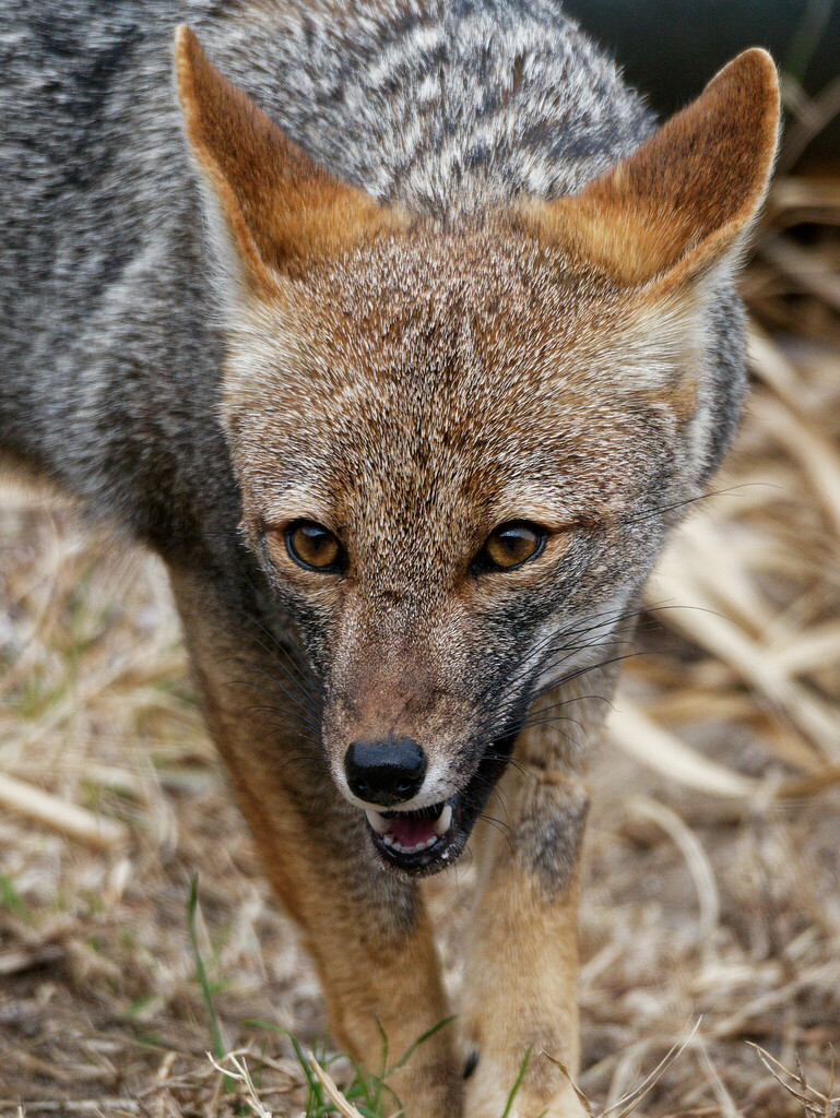 Chilla from Département de Junín, Province de San Luis, Argentine on ...