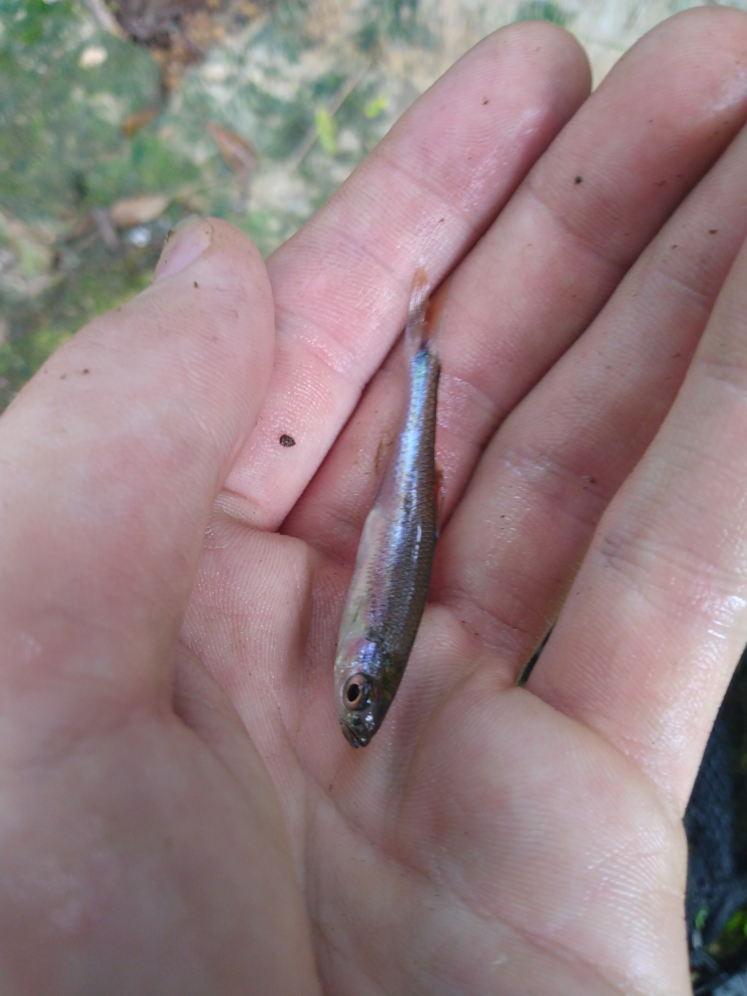 Lythrurus roseipinnis (Hay, 1885)