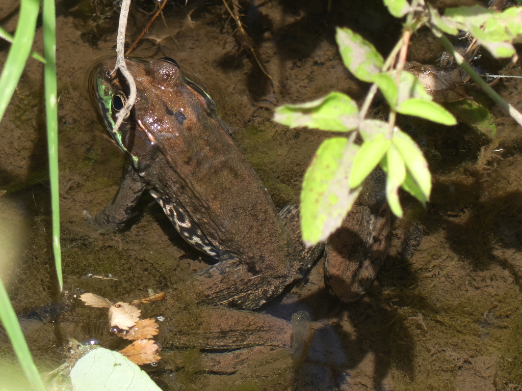Green Frog from 421 E Mountain Rd, Hillsborough Township, NJ 08844, USA ...