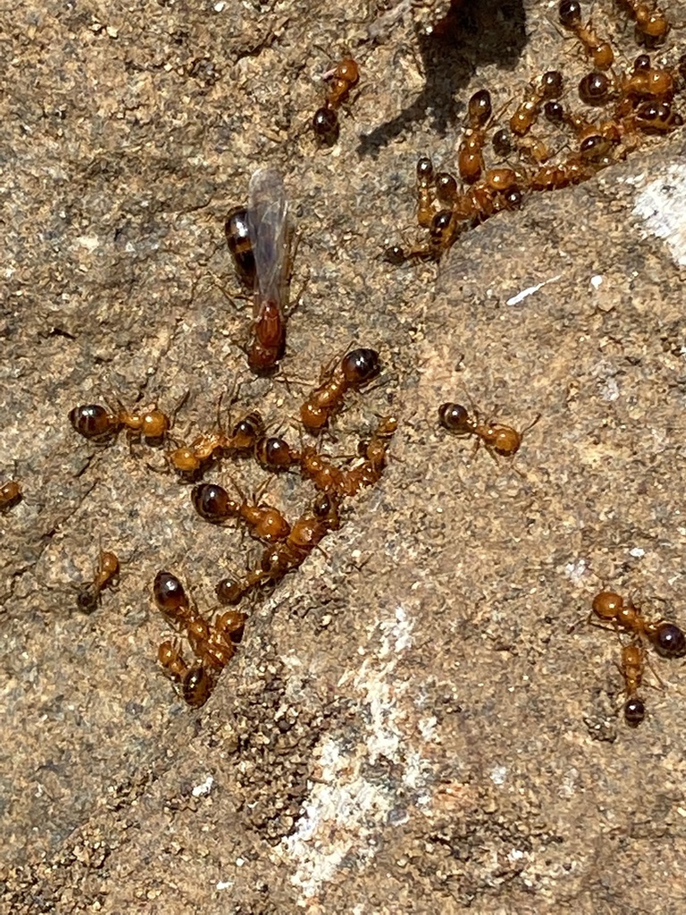 Southern Fire Ant from Ensenada, Baja California, Mexico on August 06 ...
