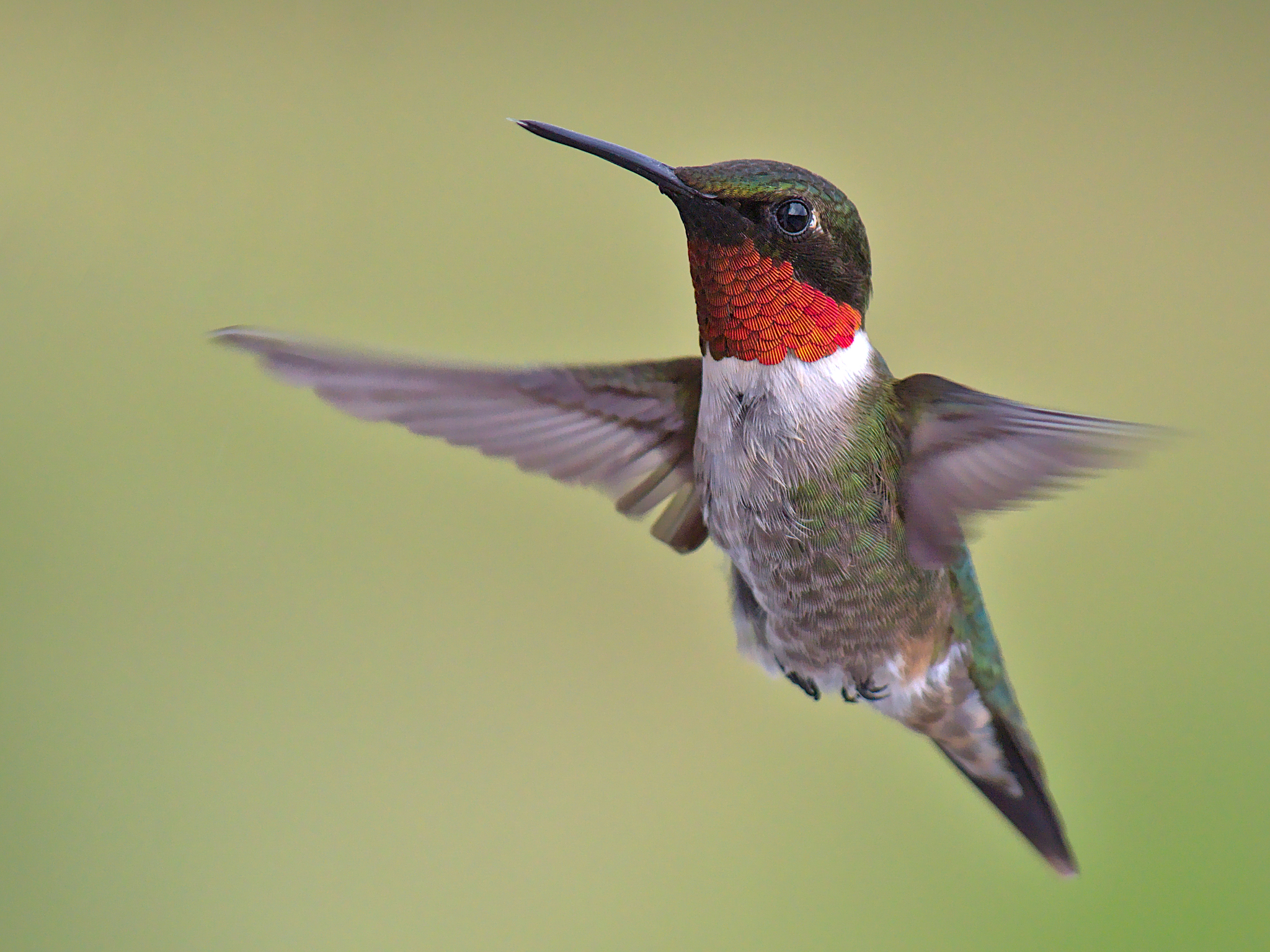Ruby Throated Hummingbird Being Held