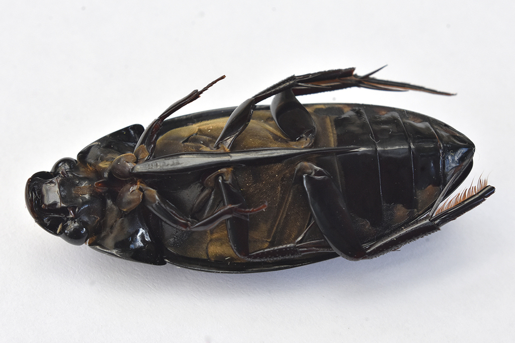 Giant Water Scavenger Beetle from Fair Heights, Tulsa, OK 74112, USA on ...