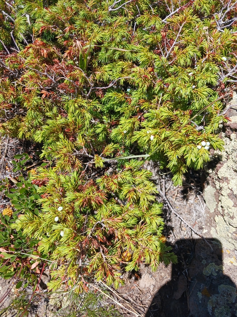 common juniper from Whitewater, CO 81527, USA on August 9, 2022 at 01: ...