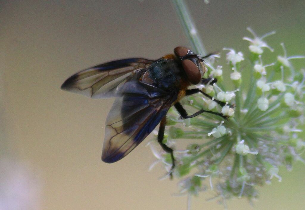 Phasia hemiptera from Monk Wood, Worcestershire, UK on August 6, 2022 ...