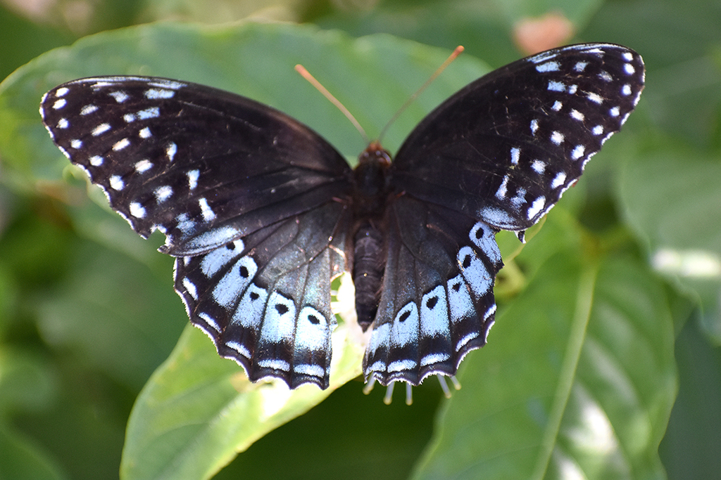 Diana Fritillary from Cherokee County, OK, USA on August 8, 2022 at 02: ...