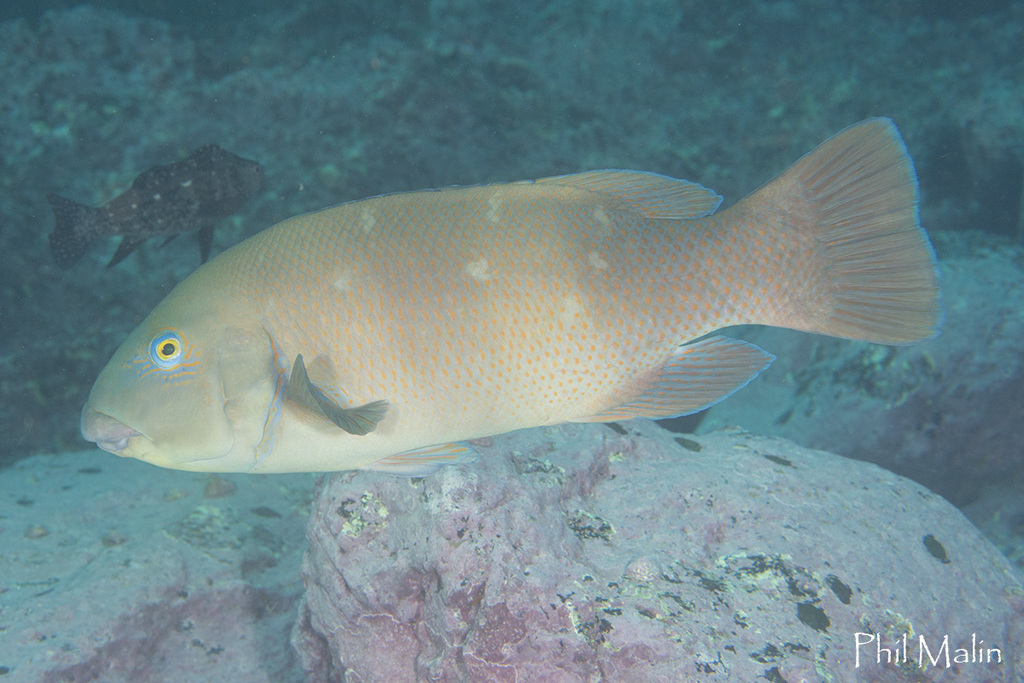 Eastern Blue Groper (Achoerodus viridis) - Marine Life Identification
