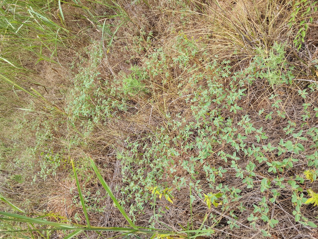 Prairie Tea from Cleveland, Oklahoma, United States on August 01, 2022 ...