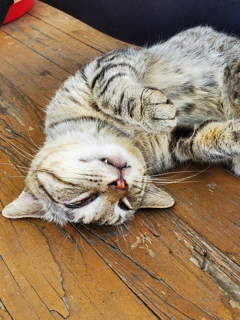 Domestic Cat from Welsh, LA 70591, USA on August 6, 2022 at 09:58 AM by ...