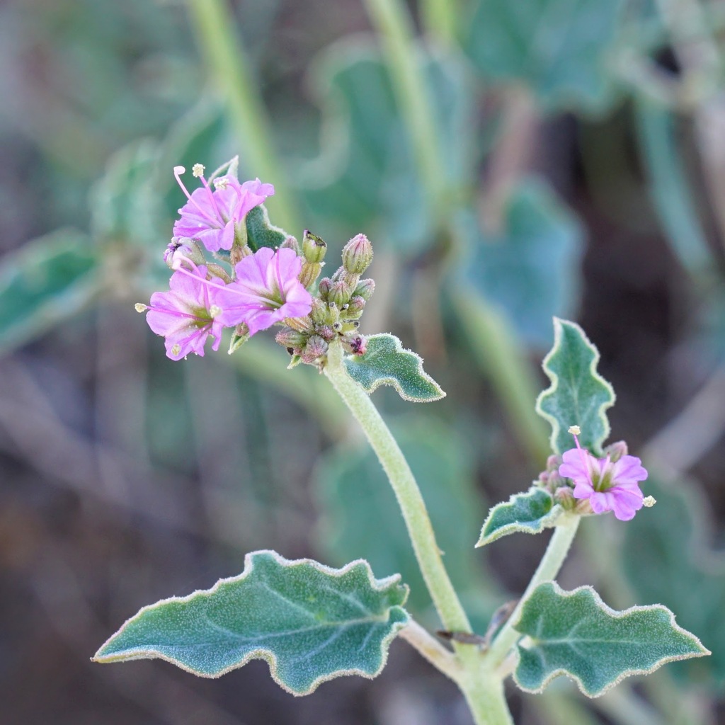 Goosefoot Moonpod from Grant County, NM, USA on August 09, 2022 at 08: ...