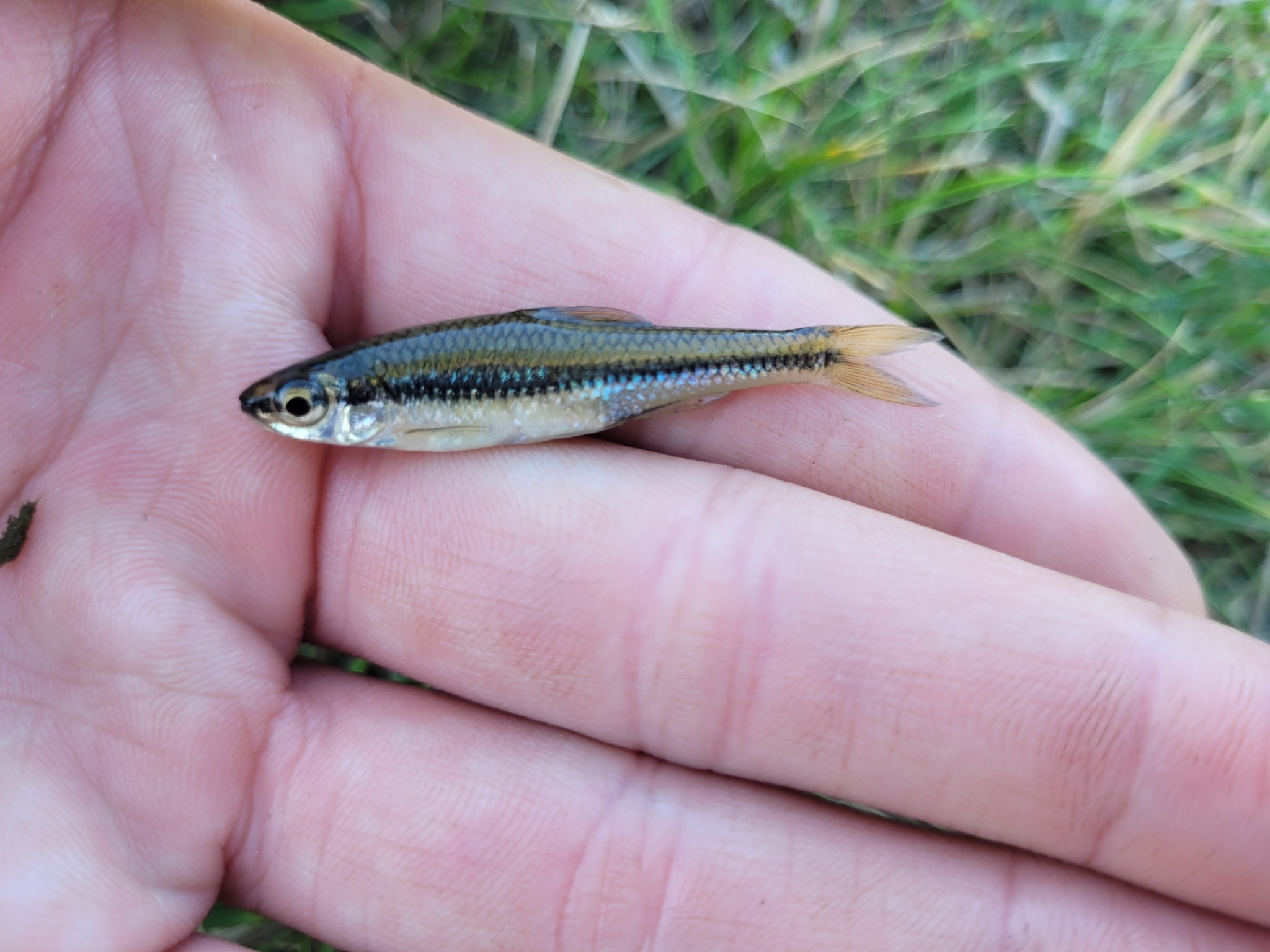 Notropis heterodon (Cope, 1865)