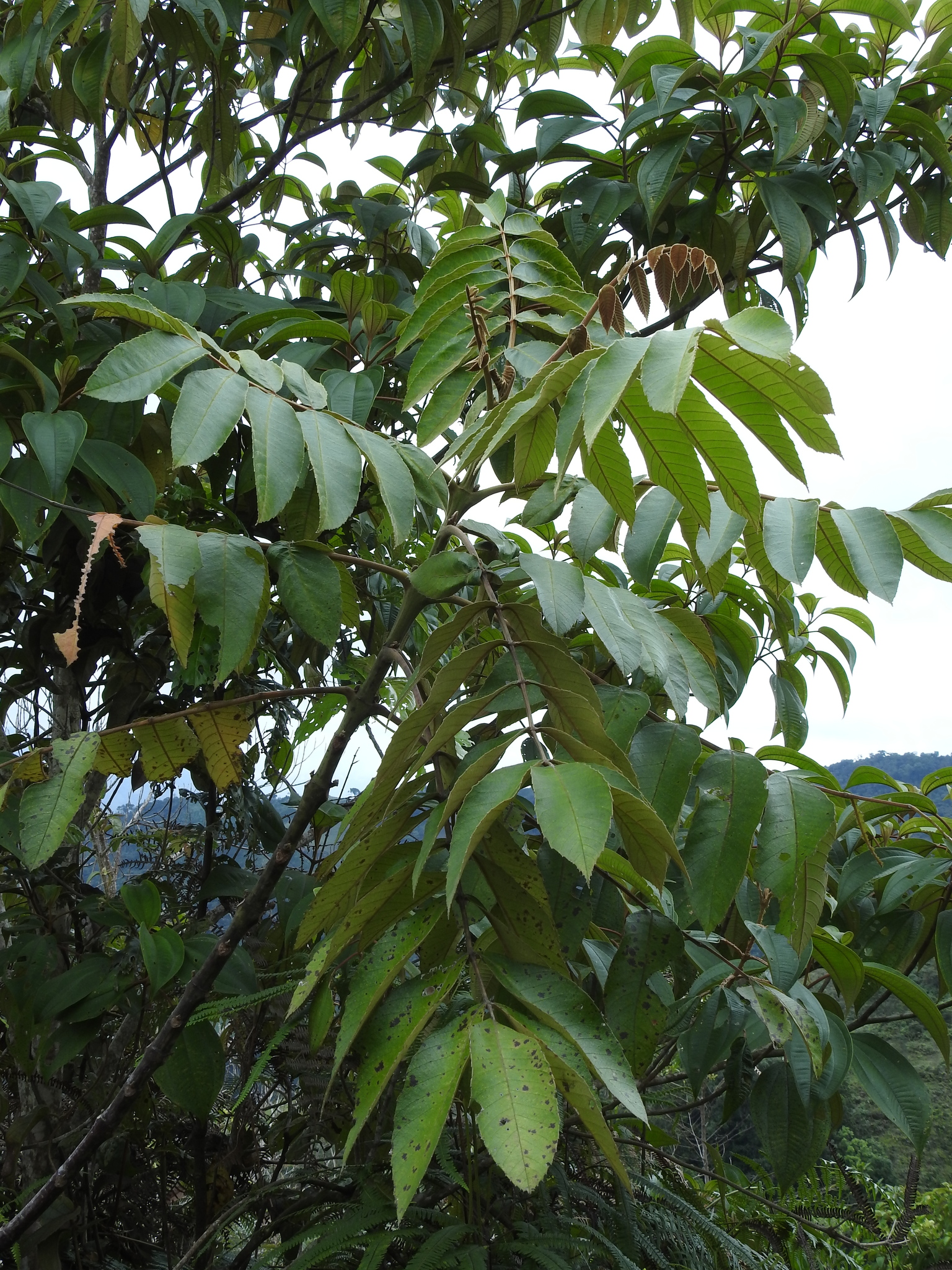 Brunellia Ruiz & Pav.