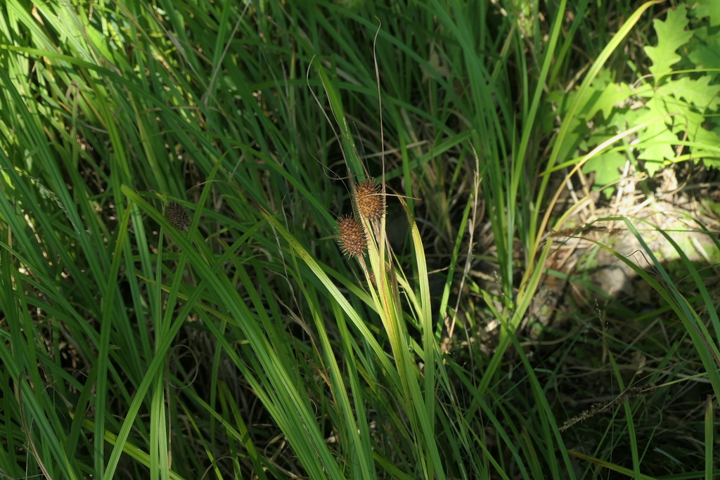 squarrose sedge from Ottawa County, OH, USA on August 06, 2022 at 04:01 ...