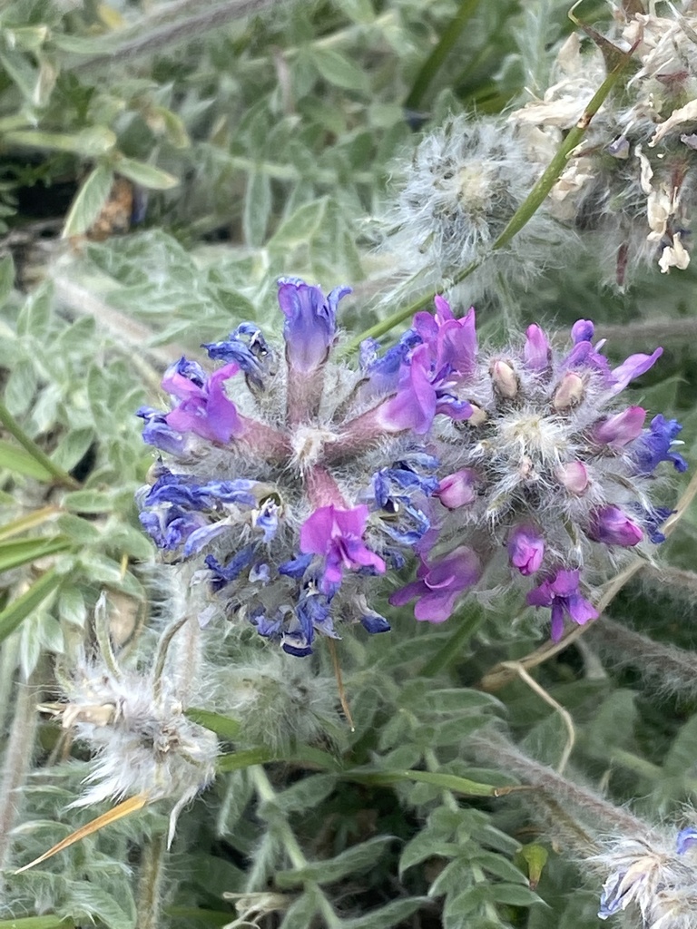 Showy Locoweed from Pike and San Isabel National Forests, Twin Lakes ...