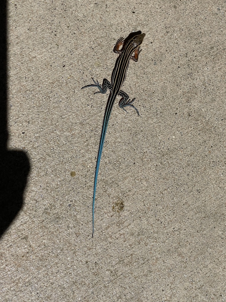 Orange-throated Whiptail from Chelterham Terr, San Diego, CA, US on ...