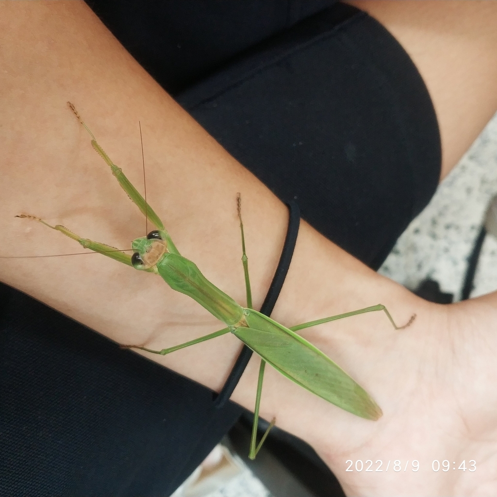 Japanese Giant Mantis from 300台灣新竹市東區東山里 on August 09, 2022 at 09:43 AM ...