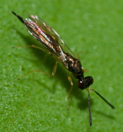 Gastracanthus conicus · iNaturalist