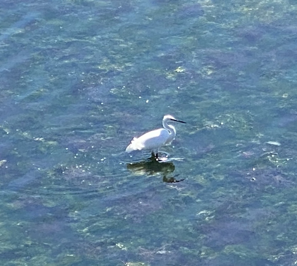 Little Egret from English Channel, Barfleur, FR on August 08, 2022 at ...